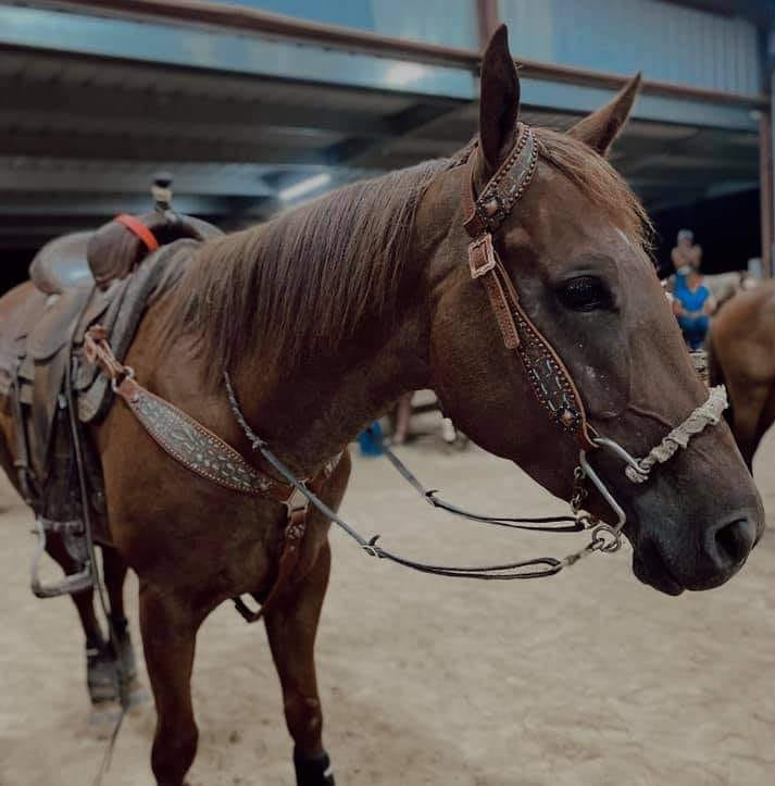Mint Chip Gator Tack Set – Misty's Leatherworks